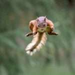 How to Photograph Red Squirrels - Photographing Red Squirrels