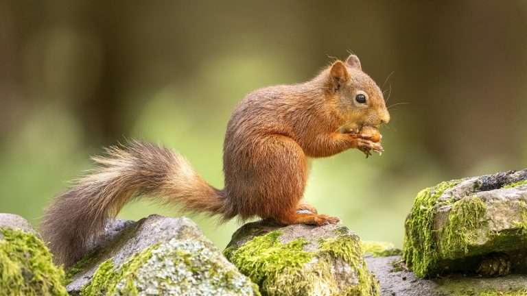 How to Photograph Red Squirrels - Photographing Red Squirrels
