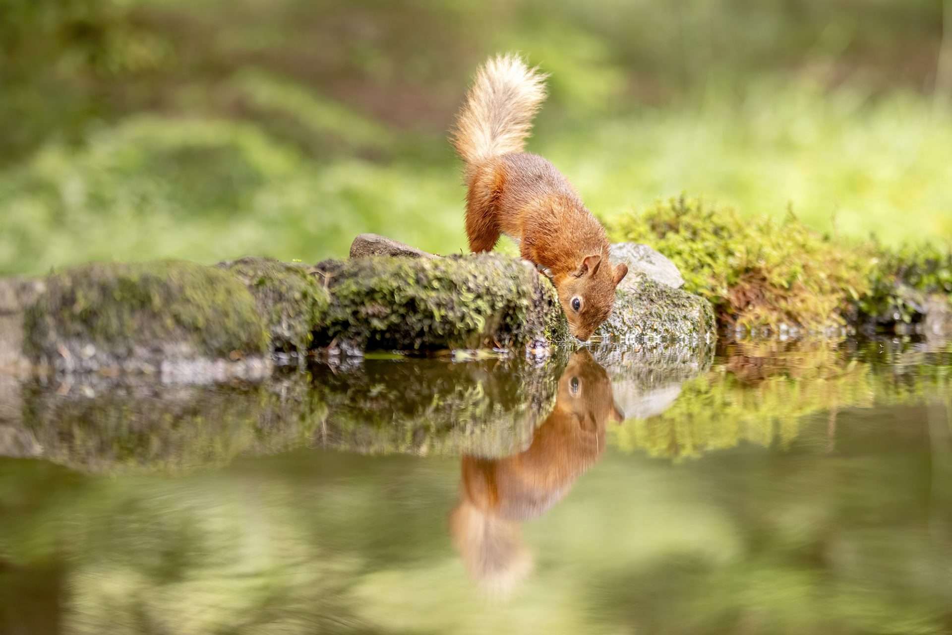 How to Photograph Red Squirrels - Photographing Red Squirrels