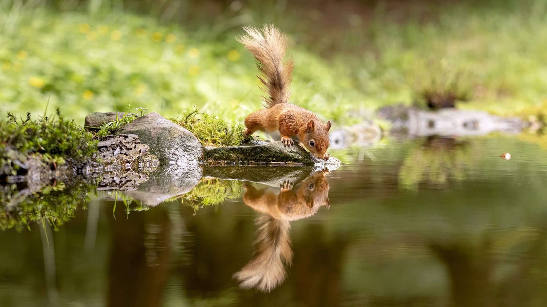 How to Photograph Red Squirrels - Photographing Red Squirrels