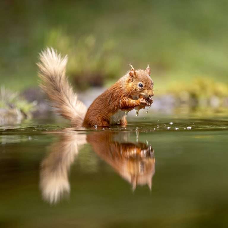 How to Photograph Red Squirrels - Photographing Red Squirrels